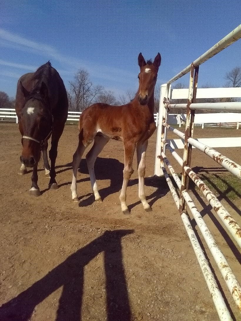 Rockyroad Hanover Foals – Dr. J Stallion Management